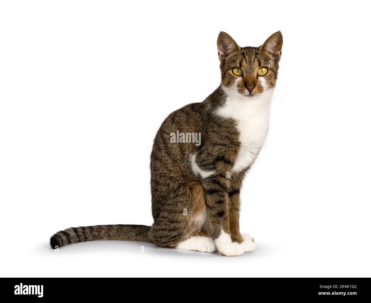 Pretty brown tabby with white house cat, sitting side ways. Looking ...