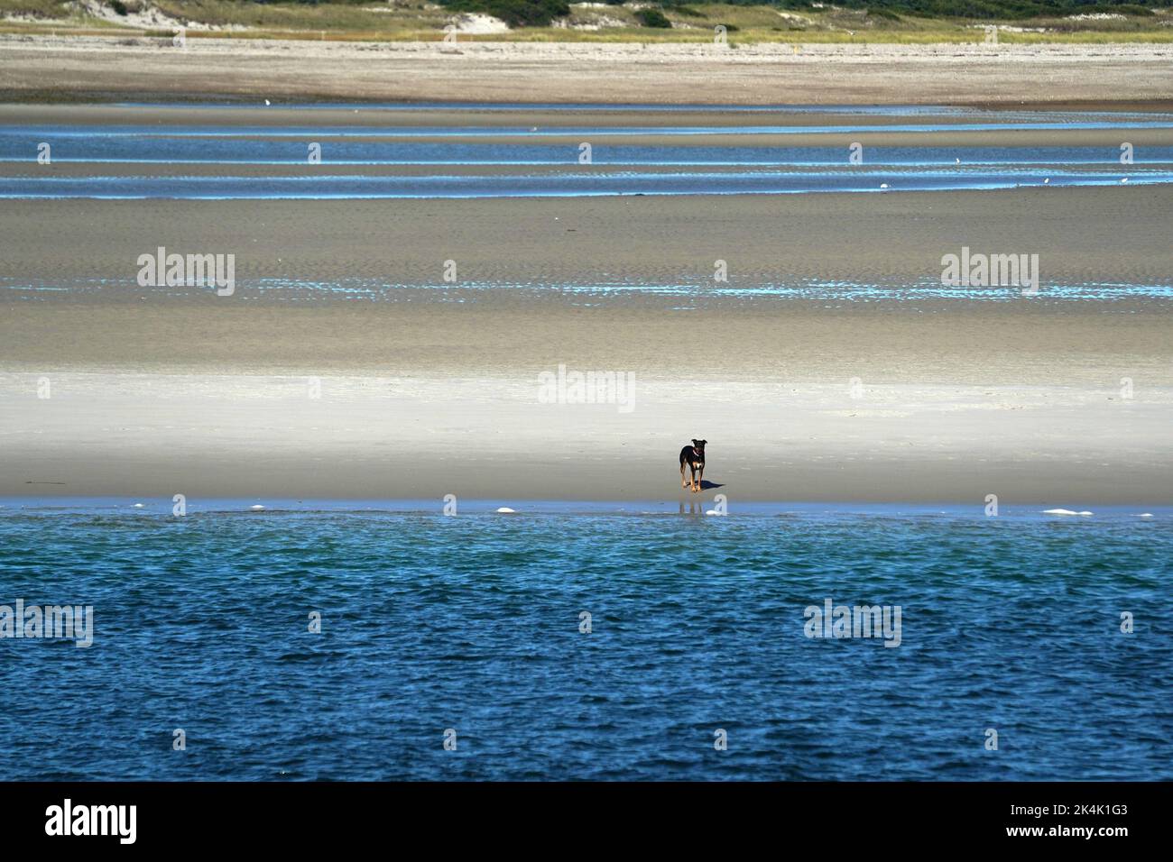 dog running on sea shore in cape cod atlantic ocean Stock Photo - Alamy