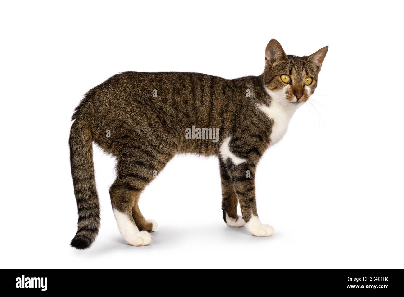 Pretty brown tabby with white house cat, standing side ways. Looking ...