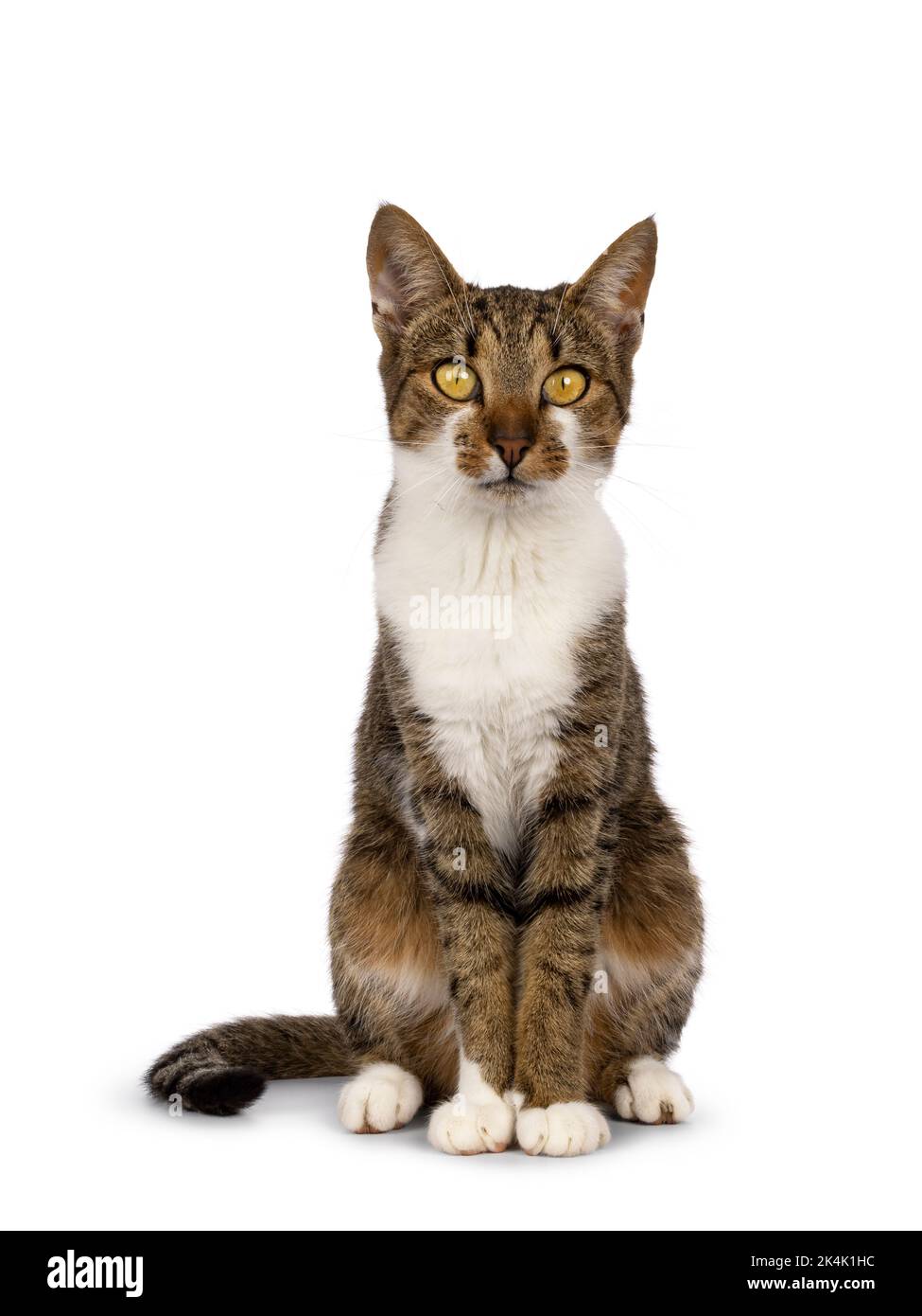 Pretty brown tabby with white house cat, sitting up facing front ...
