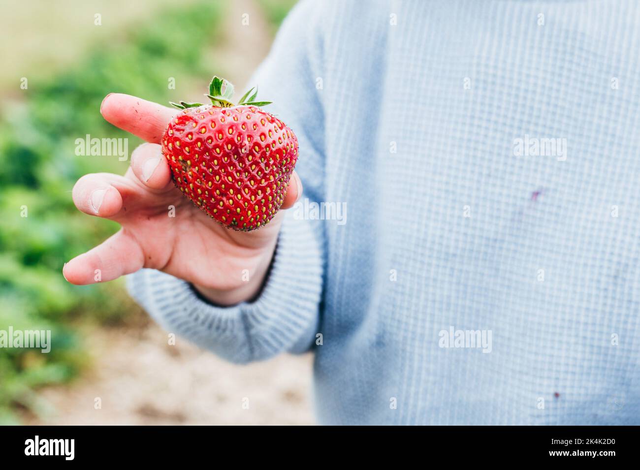 Pyo fruit hi-res stock photography and images - Alamy