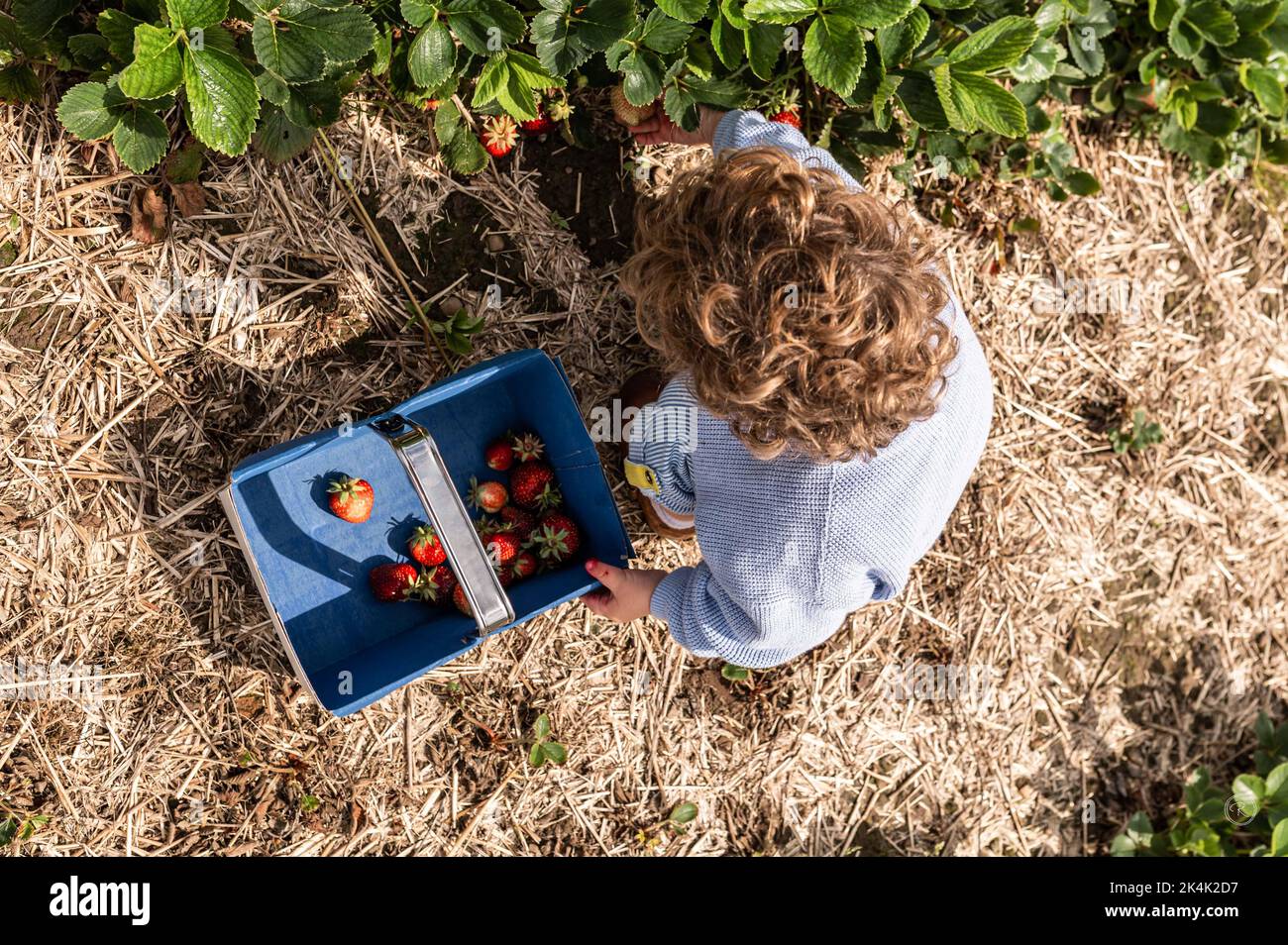 Hand picked fruit hi-res stock photography and images - Alamy