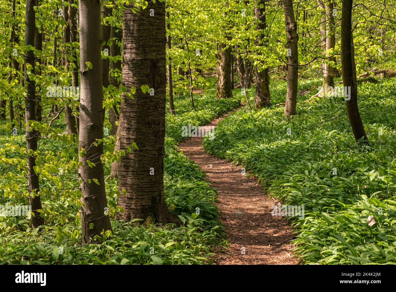 Spring forest scene with a winding path through fields of wild garlic ...