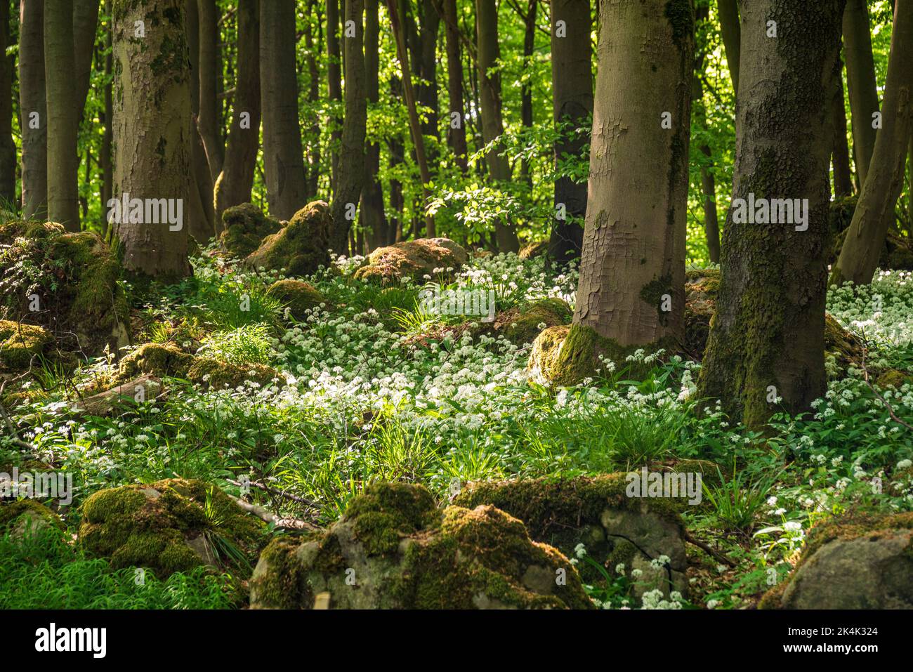Stunning spring forest scene with loads of flowering ramsons (wild ...