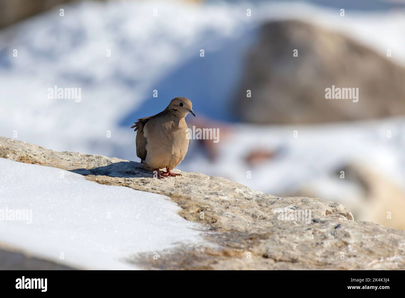 The mourning dove (Zenaida macroura) also known as the American ...