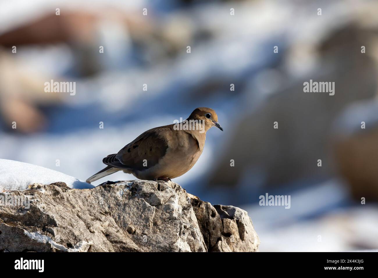 The mourning dove (Zenaida macroura) also known as the American ...