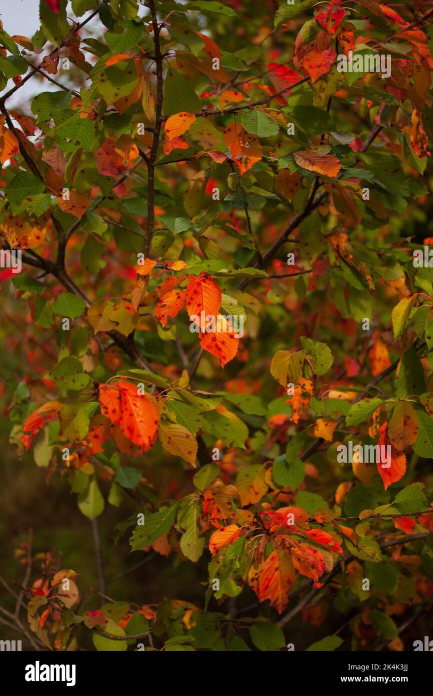 The trees have taken on their fall colors. The orange yellow stands out ...