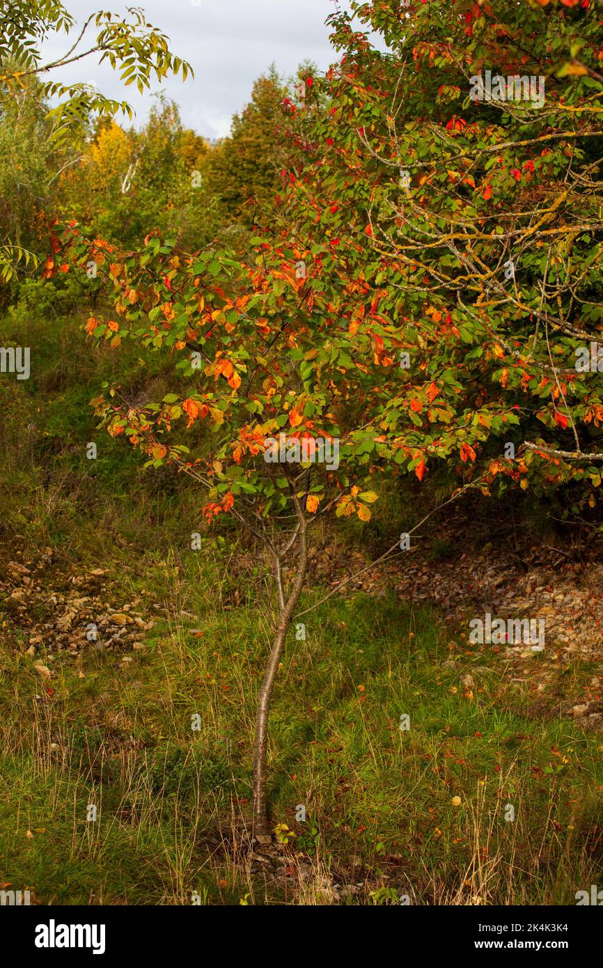 The trees have taken on their fall colors. The orange yellow stands out ...
