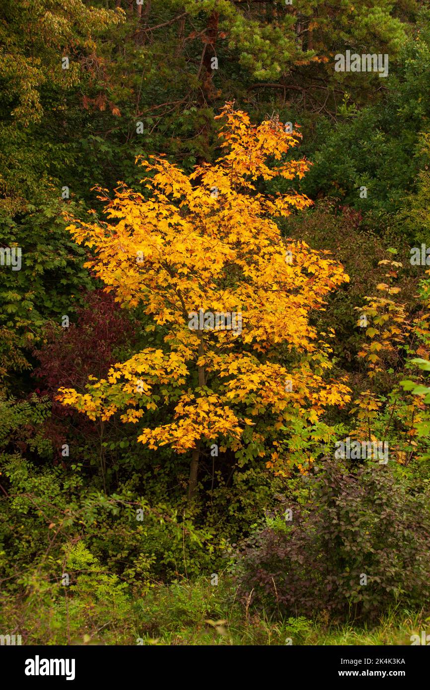 The trees have taken on their fall colors. The orange yellow stands out ...