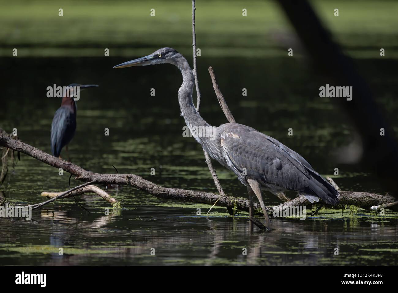 Great blue heron ( Ardea cinerea ) is the largest American heron ...