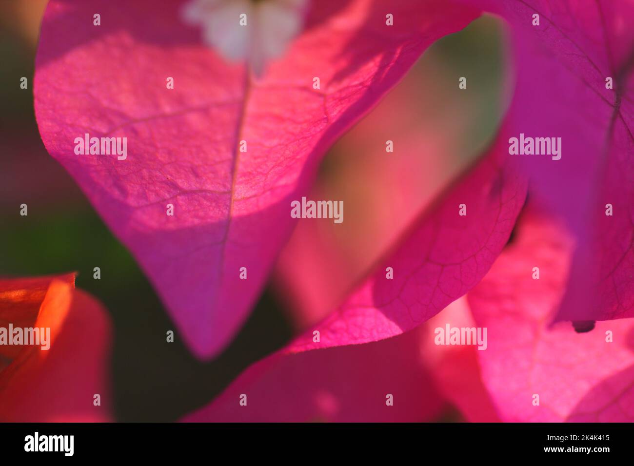 Pink bougainvillea in a garden, Barbar, Kingdom of Bahrain Stock Photo ...