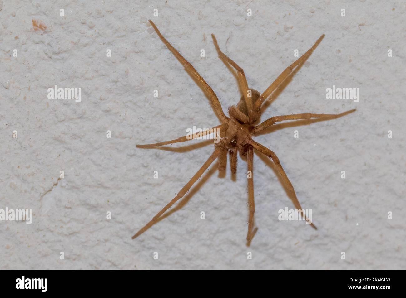 Haplogyne spiders hi-res stock photography and images - Alamy