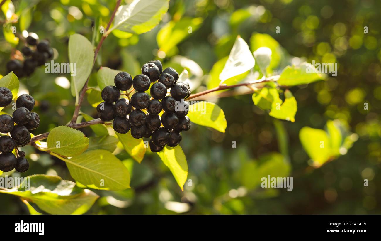 Chokeberry fruit (Aronia melanocarpa, Black Chokeberry), late afternoon ...