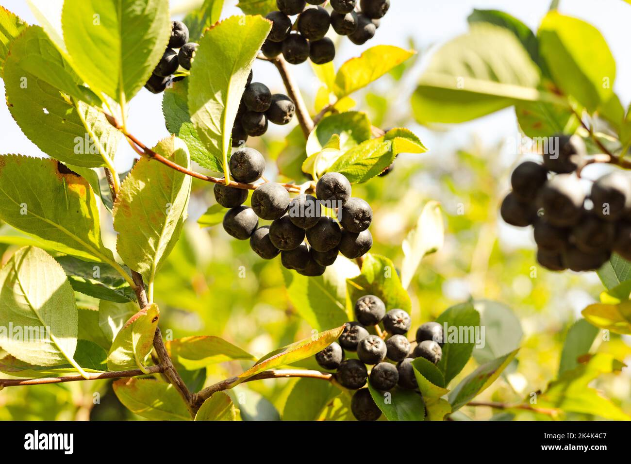 Chokeberry bush (Aronia melanocarpa, Black Chokeberry) in afternoon ...
