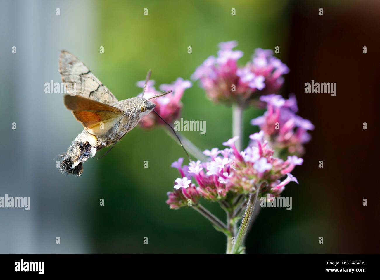 Hummingbird hawk-moth (Macroglossum stellatarum) feeding on a Verbena ...