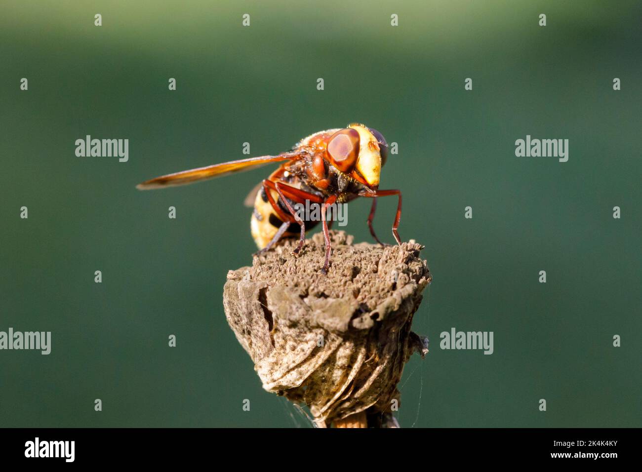 Hornet mimic hoverfly (Volucella zonaria) Sussex, UK Stock Photo - Alamy