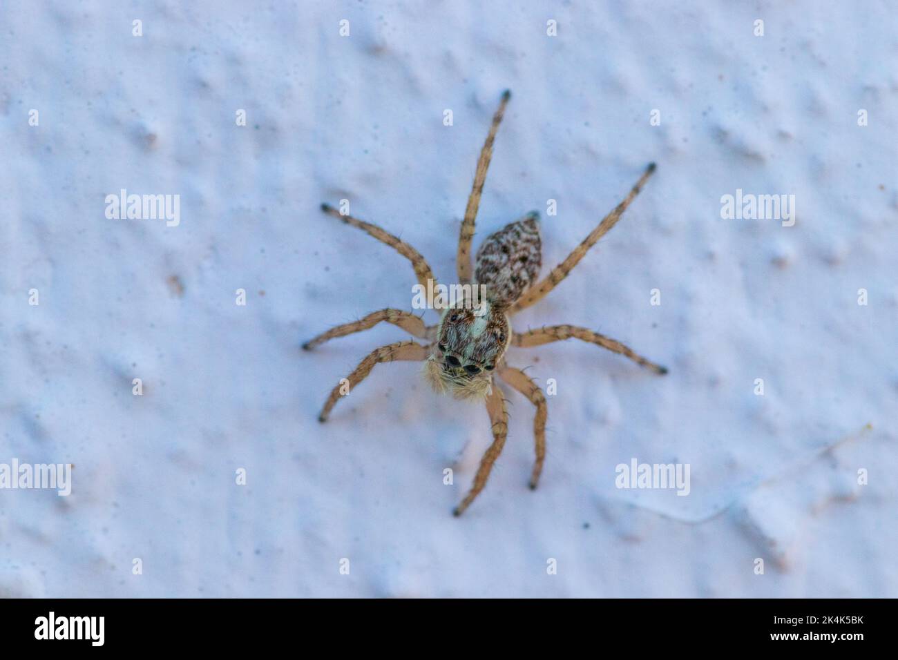 Wall jumping spiders hi-res stock photography and images - Alamy