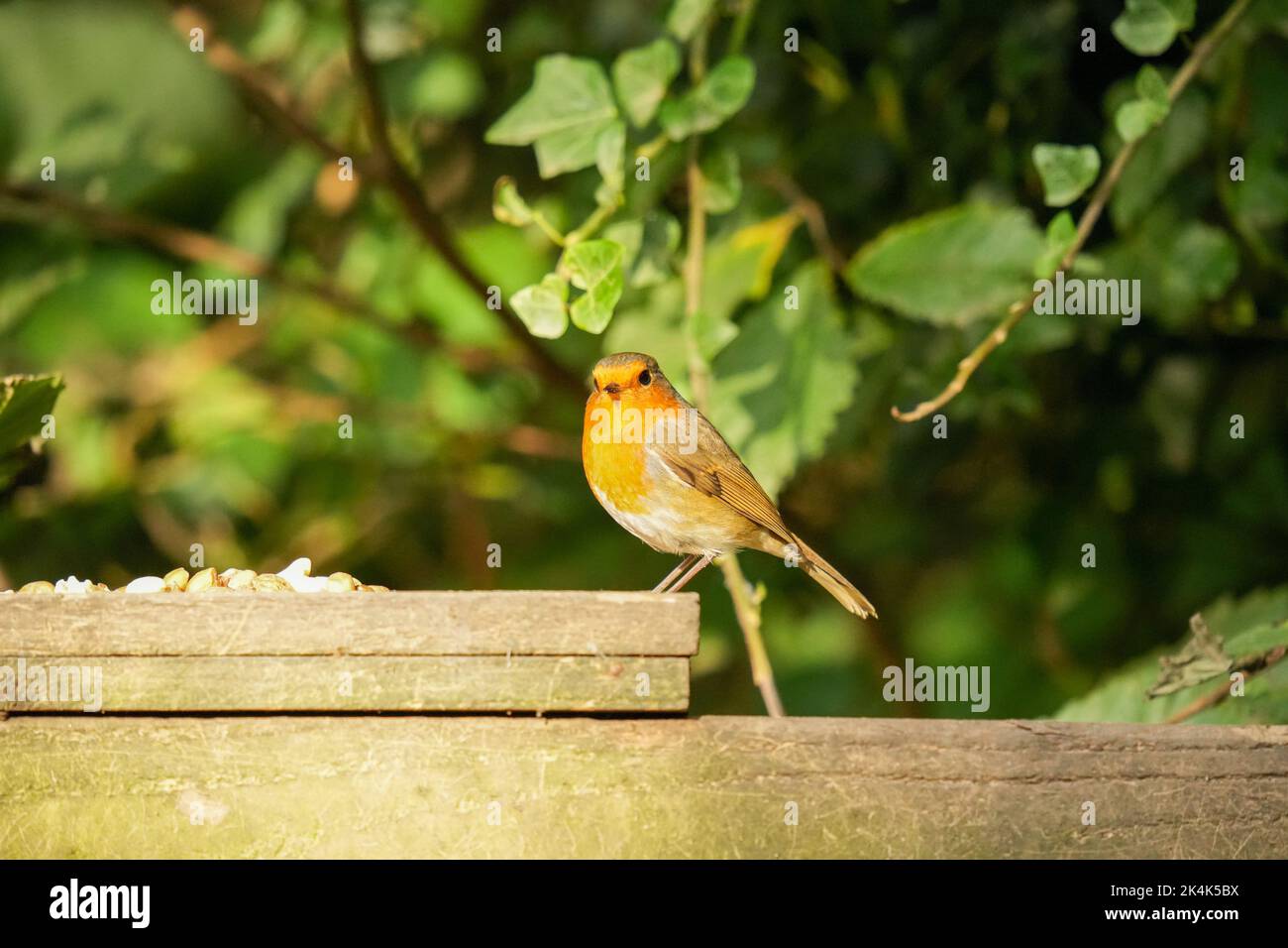 Woodland robin hi-res stock photography and images - Alamy
