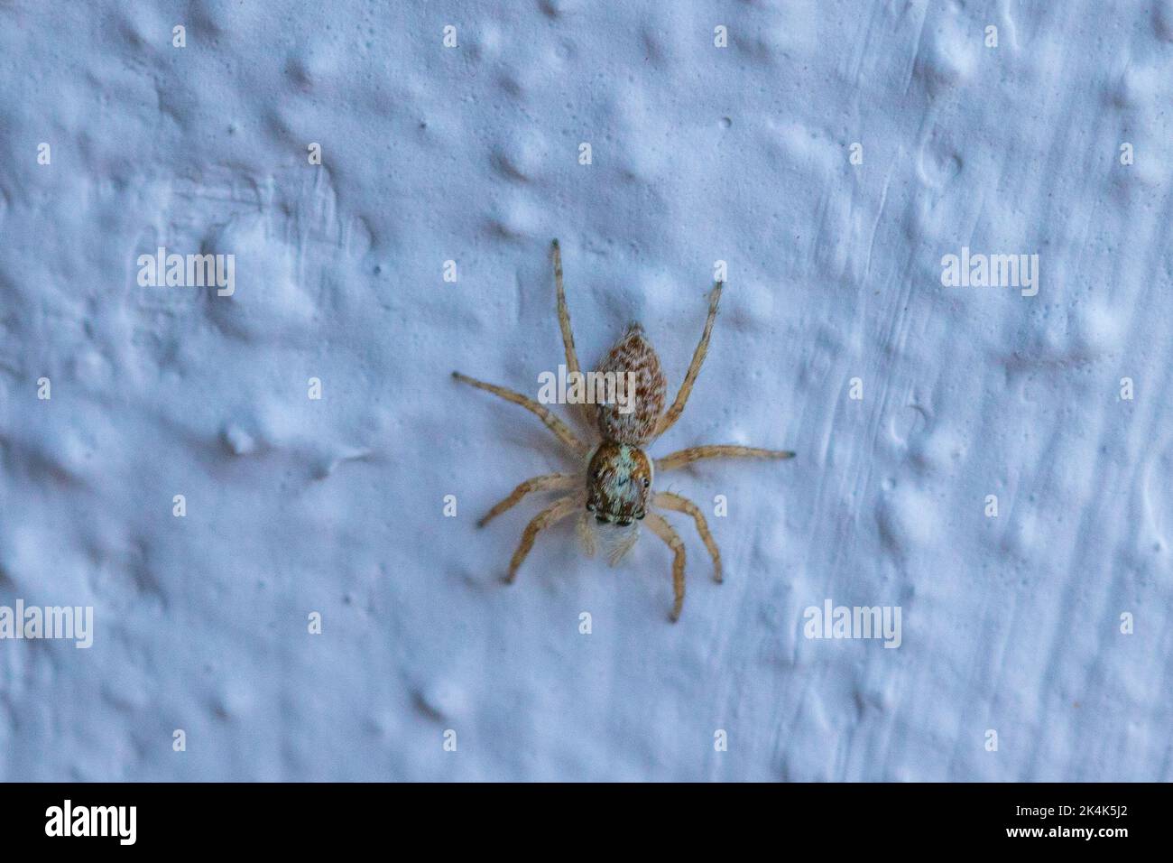 Wall jumping spiders hi-res stock photography and images - Alamy