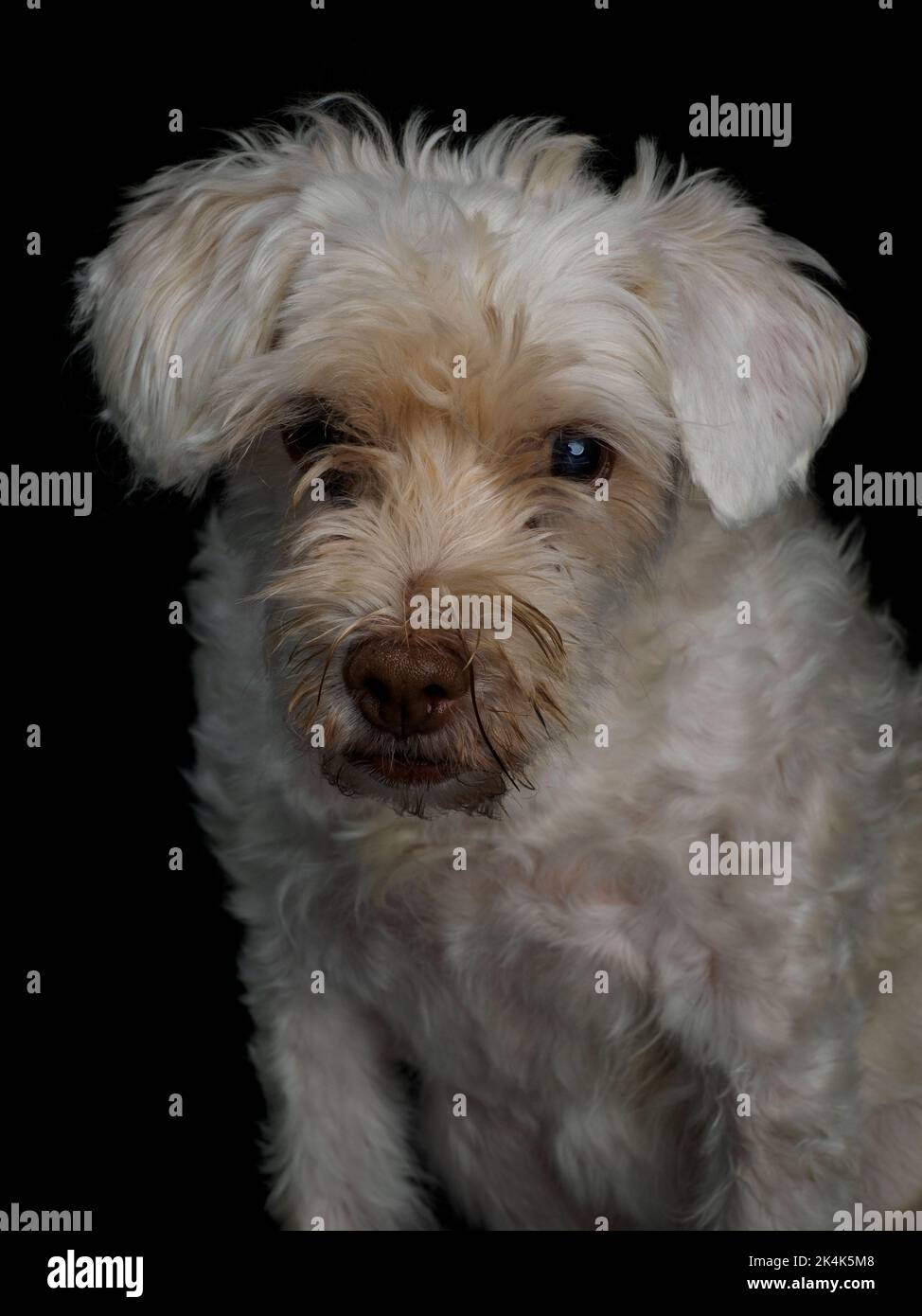 Studio portrait of a scruffy old blind dog Stock Photo - Alamy