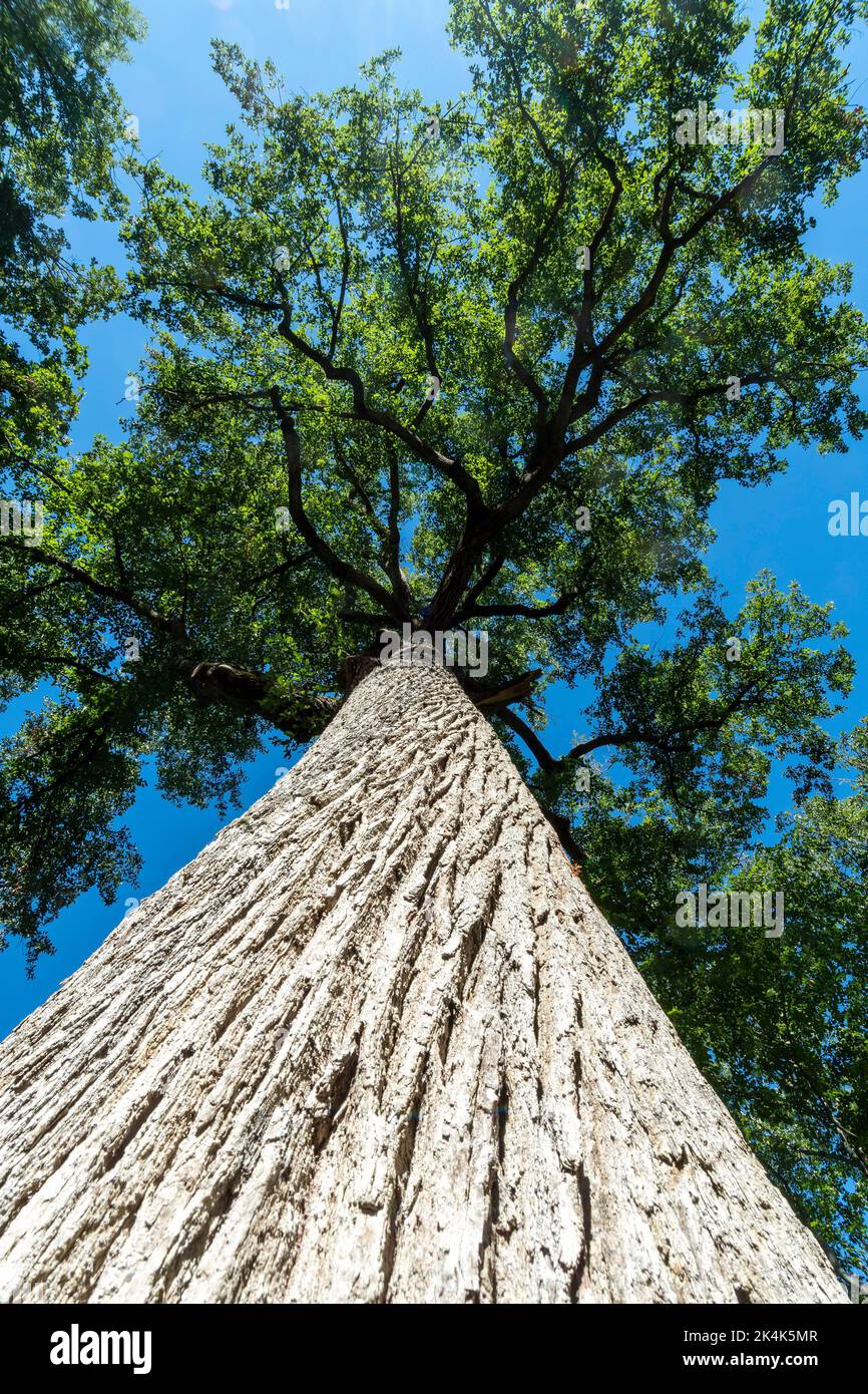 Tronçais forest hi-res stock photography and images - Alamy