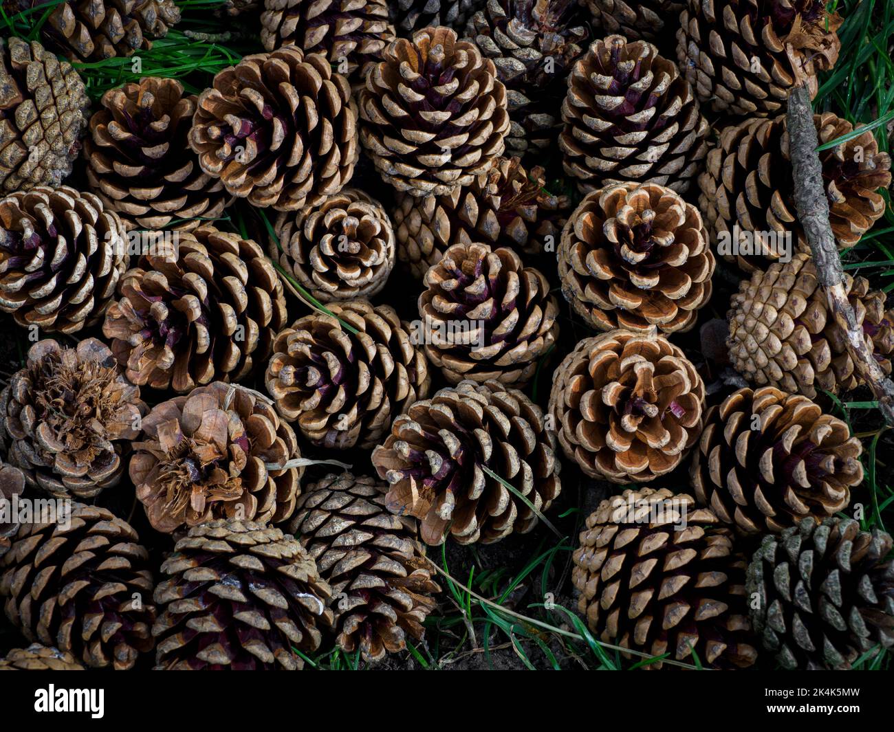 Pile pine cones hi-res stock photography and images - Alamy