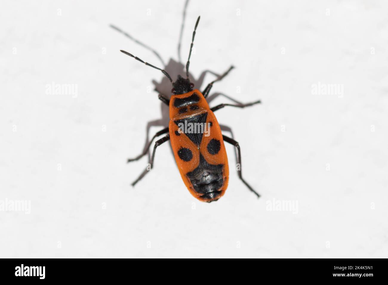 Pyrrhocoris apterus, Fire Bug on a White background Stock Photo - Alamy