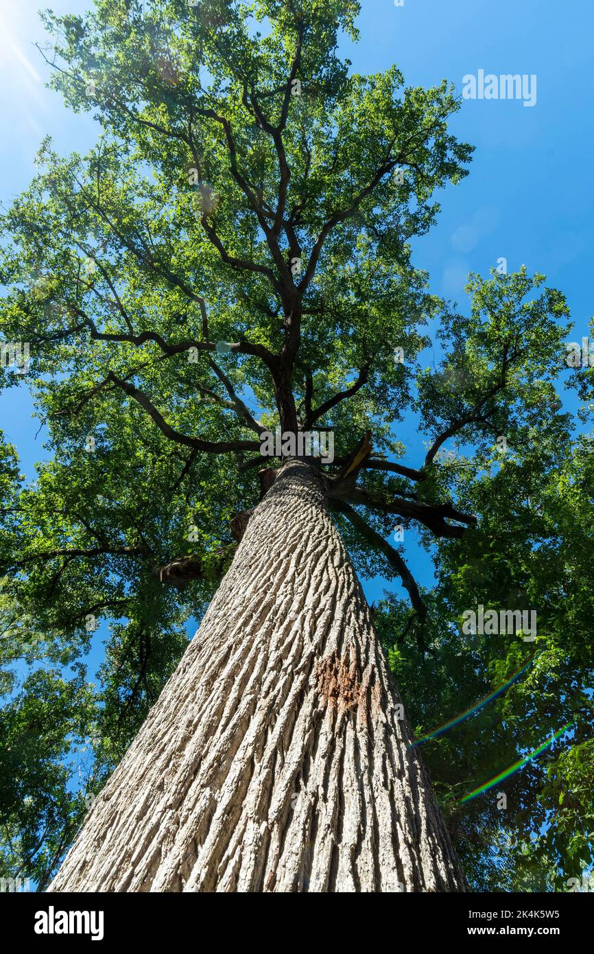 Troncais forest. Remarkable oak. Allier department. Auvergne Rhone ...