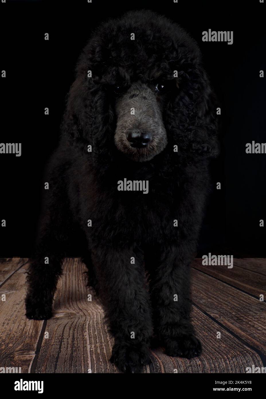 Three month old Blue Standard Poodle puppy Stock Photo - Alamy