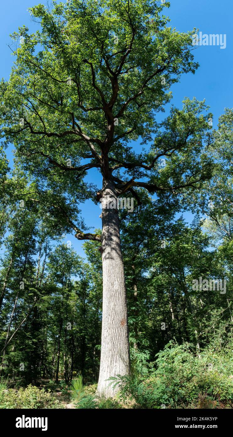 Troncais forest. Remarkable oak. Allier department. Auvergne Rhone ...