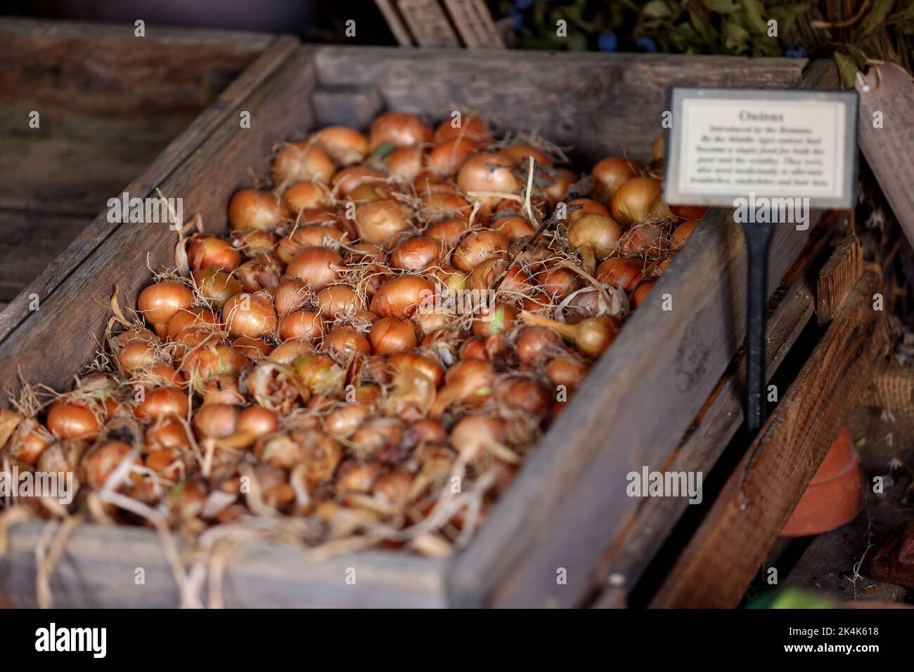Onions pictured in a box in Chichester, West Sussex, UK Stock Photo - Alamy