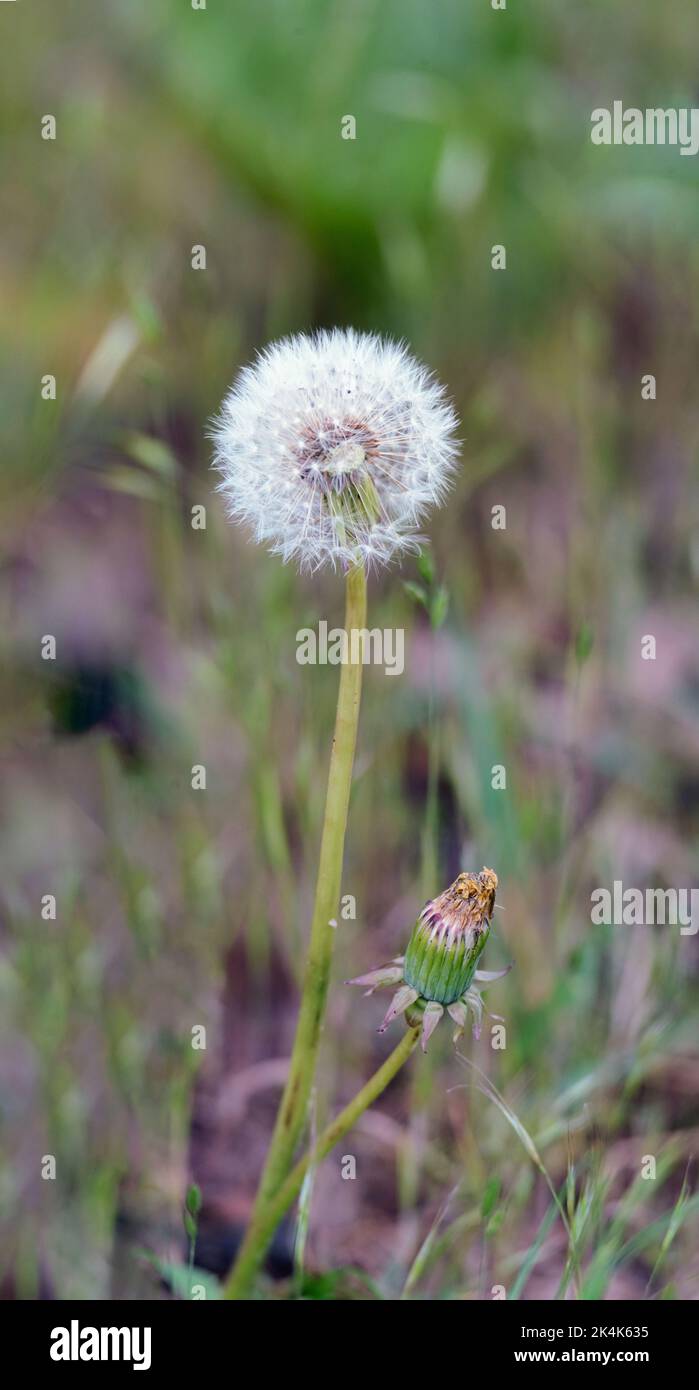 Unkraut blume hi-res stock photography and images - Alamy
