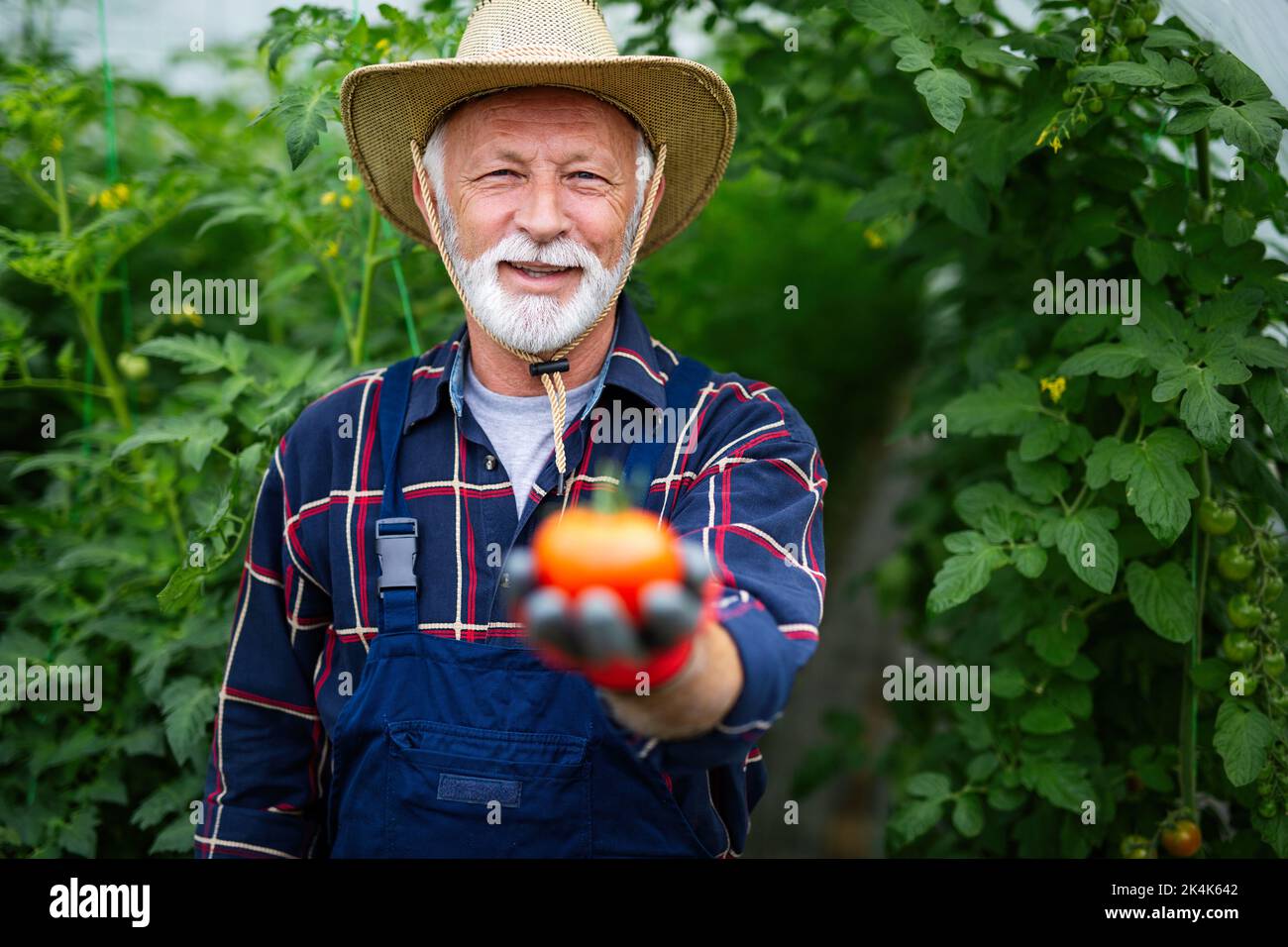 Happy and smiling senior man working in greenhouse. People organic food ...