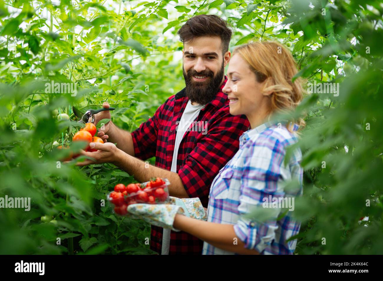 Friendly team harvesting fresh vegetables from the rooftop greenhouse ...