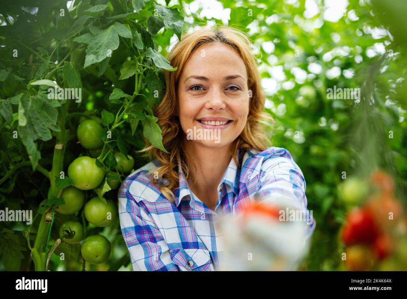 Happy woman worker picking sweet vegetables in countryside farm ...