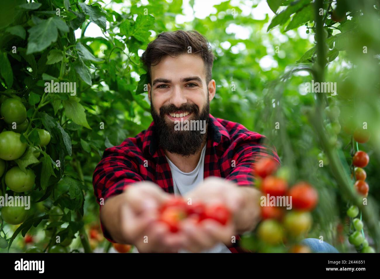 Happy man worker picking sweet vegetables in countryside farm ...