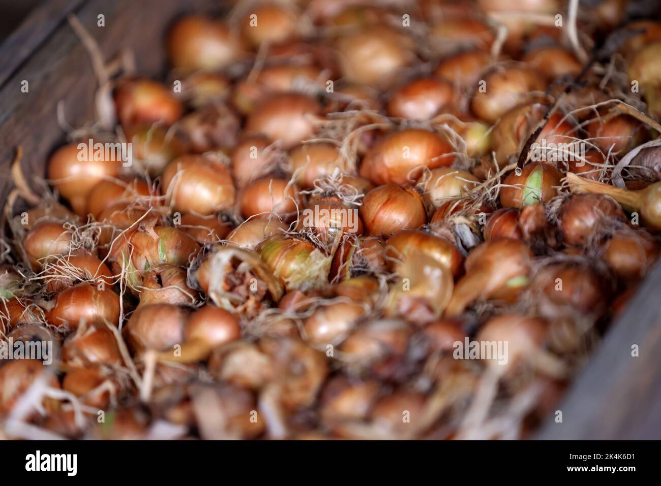 Onions pictured in a box in Chichester, West Sussex, UK Stock Photo - Alamy