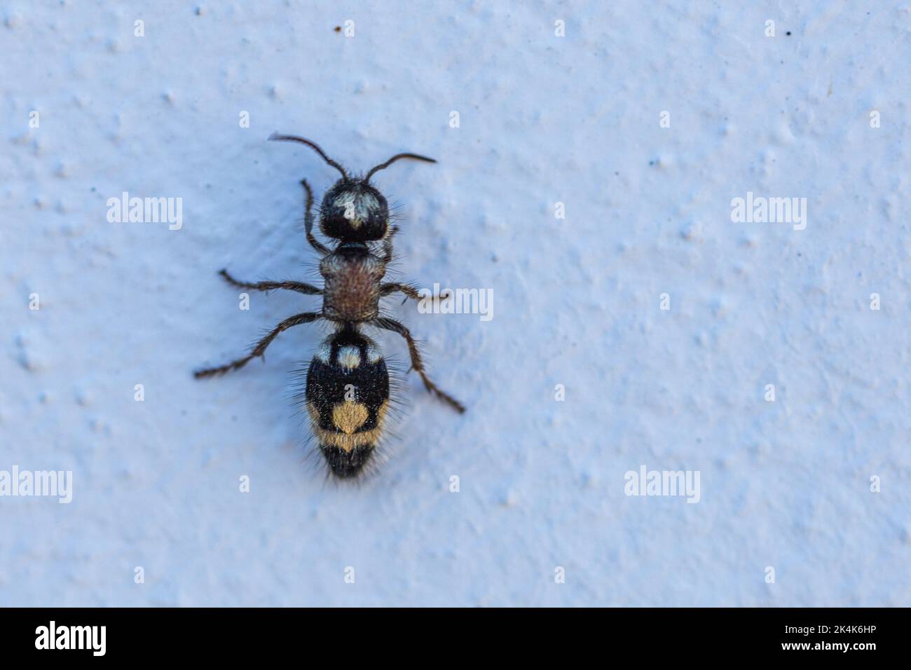 Close up velvet ant hi-res stock photography and images - Alamy