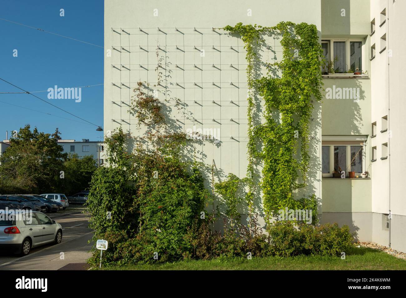 Facade greening on residential buildings with climbing plants in Vienna ...