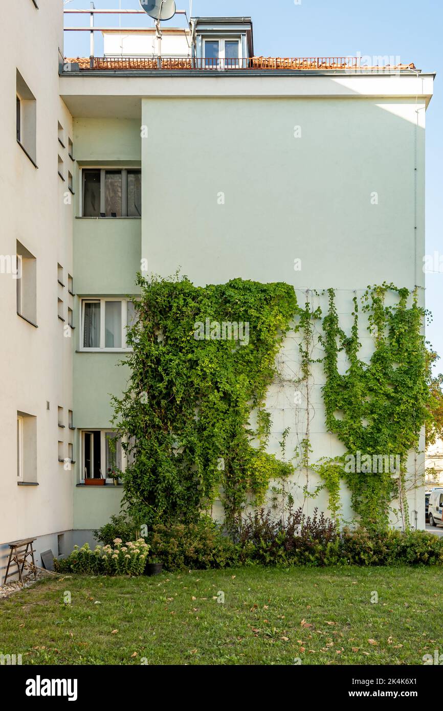 Facade greening on residential buildings with climbing plants in Vienna ...