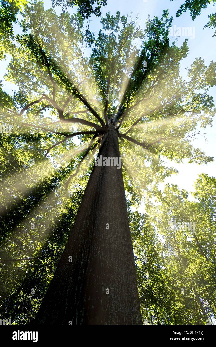 Forest of Troncais. Stebbing II remarkable oak tree, . Allier ...