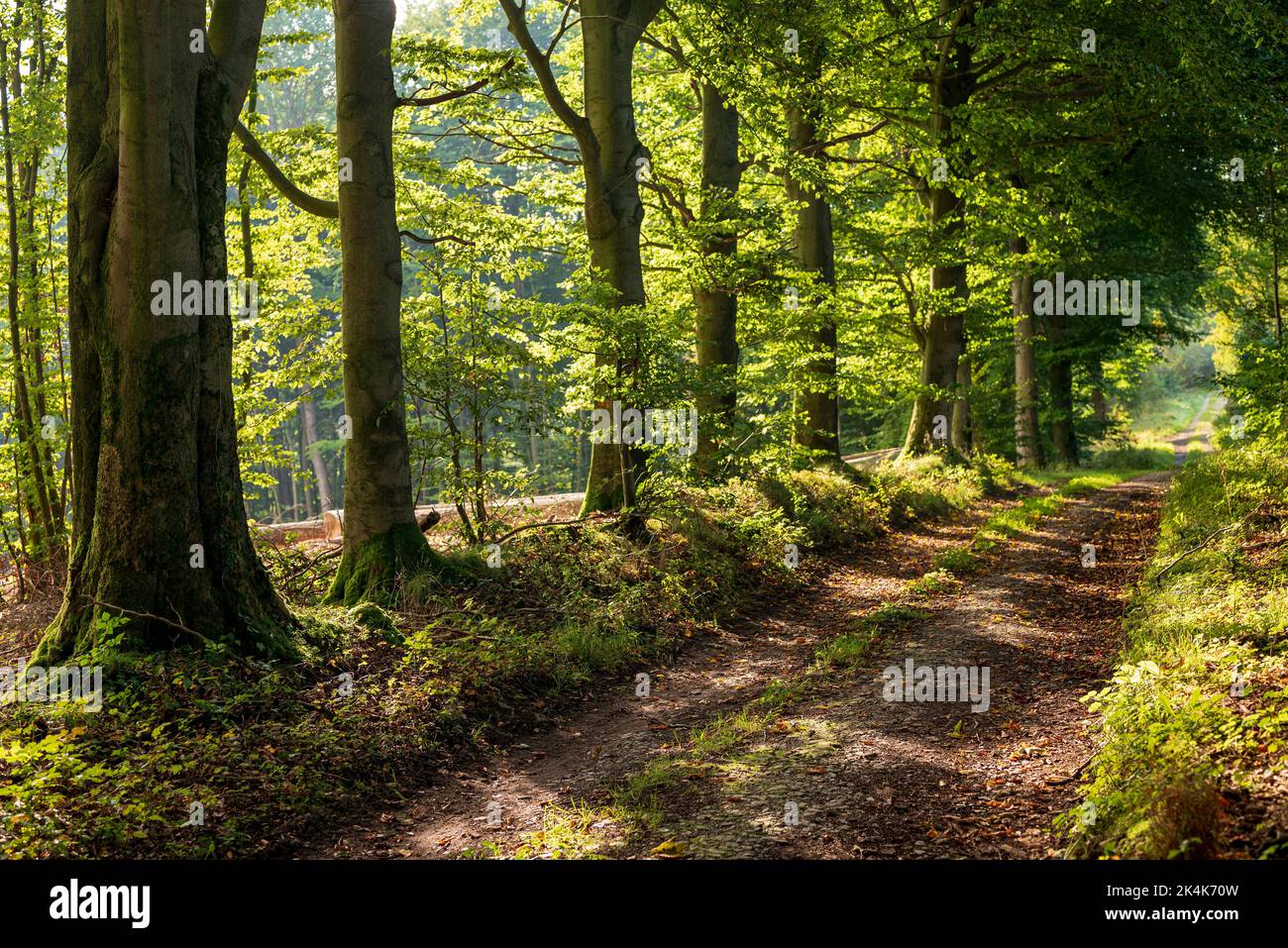 Beautiful light shines through the mighty old beech trees that line an ...