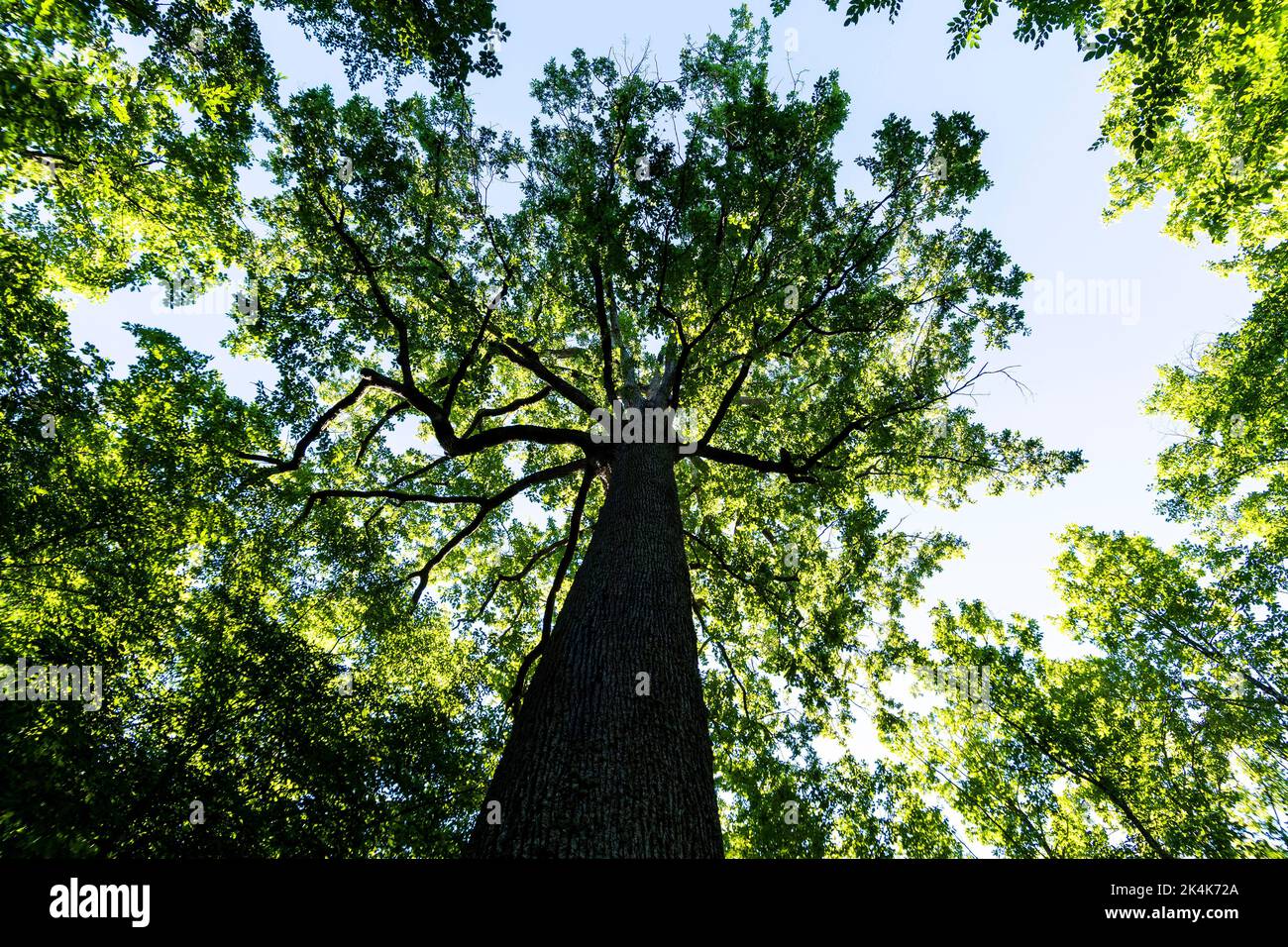 Forest of Troncais. Stebbing II remarkable oak tree, . Allier ...