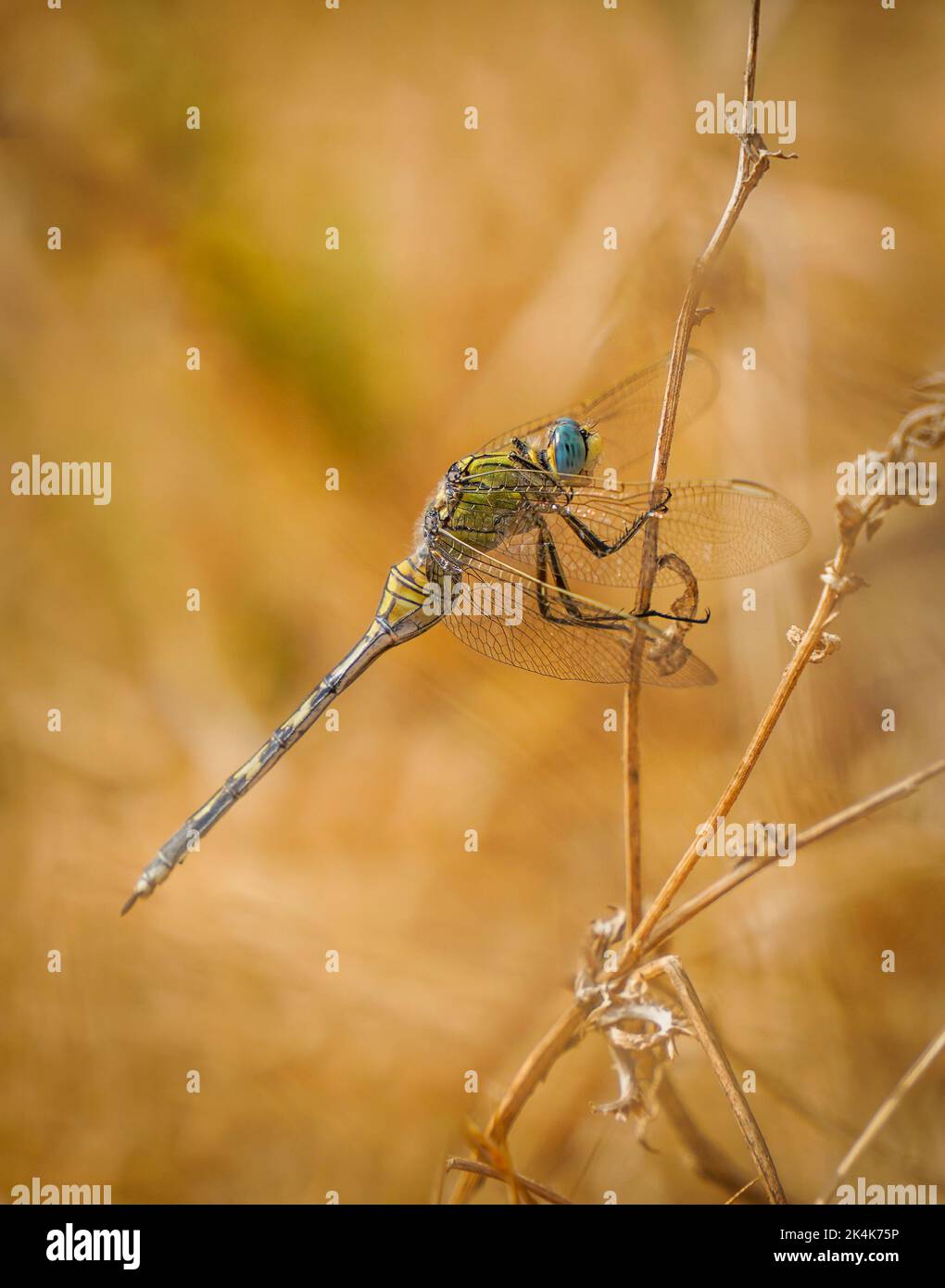 Female Orthetrum trinacria, Long Skimmer dragonfly in dry bush ...