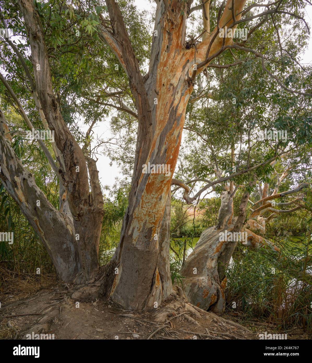 Big Eucalyptus tree, next to river Spain Stock Photo - Alamy