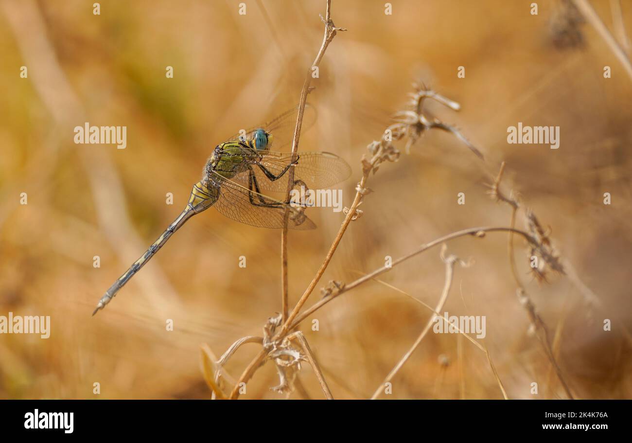 Long skimmer dragonflies hi-res stock photography and images - Alamy