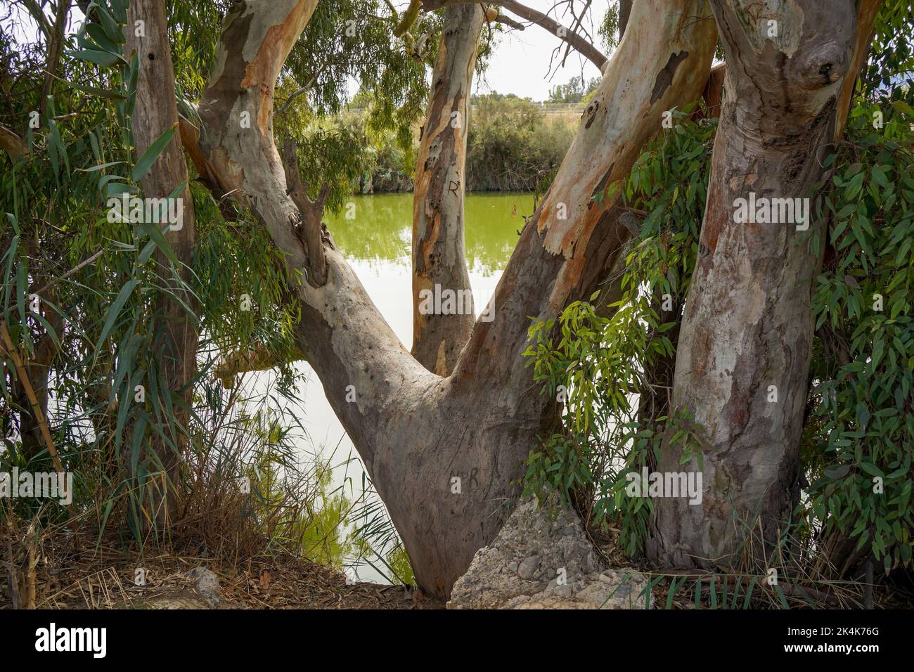 Big Eucalyptus tree, next to river Spain Stock Photo - Alamy
