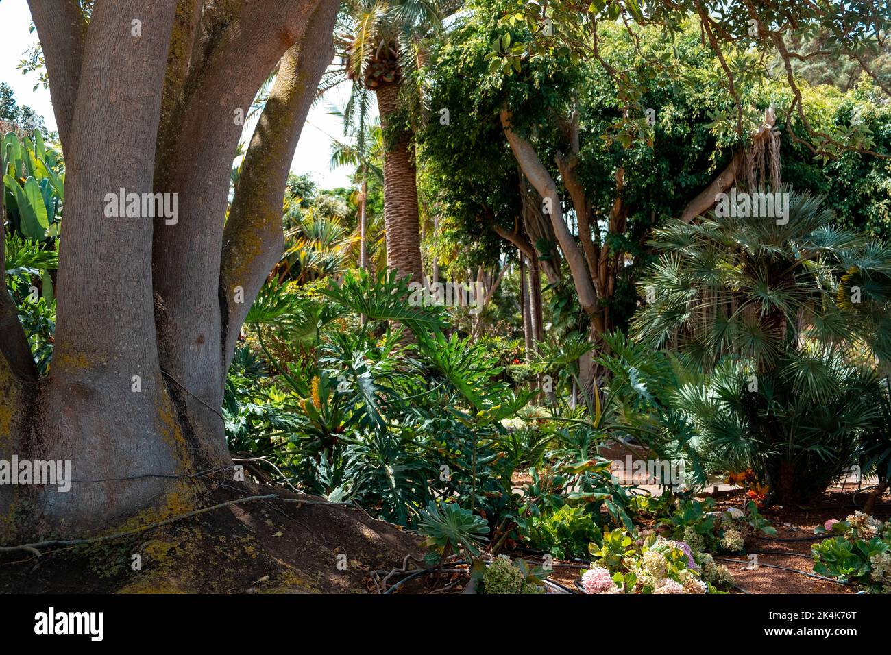 tropical botanical garden, Flora of Canary Islands Stock Photo - Alamy