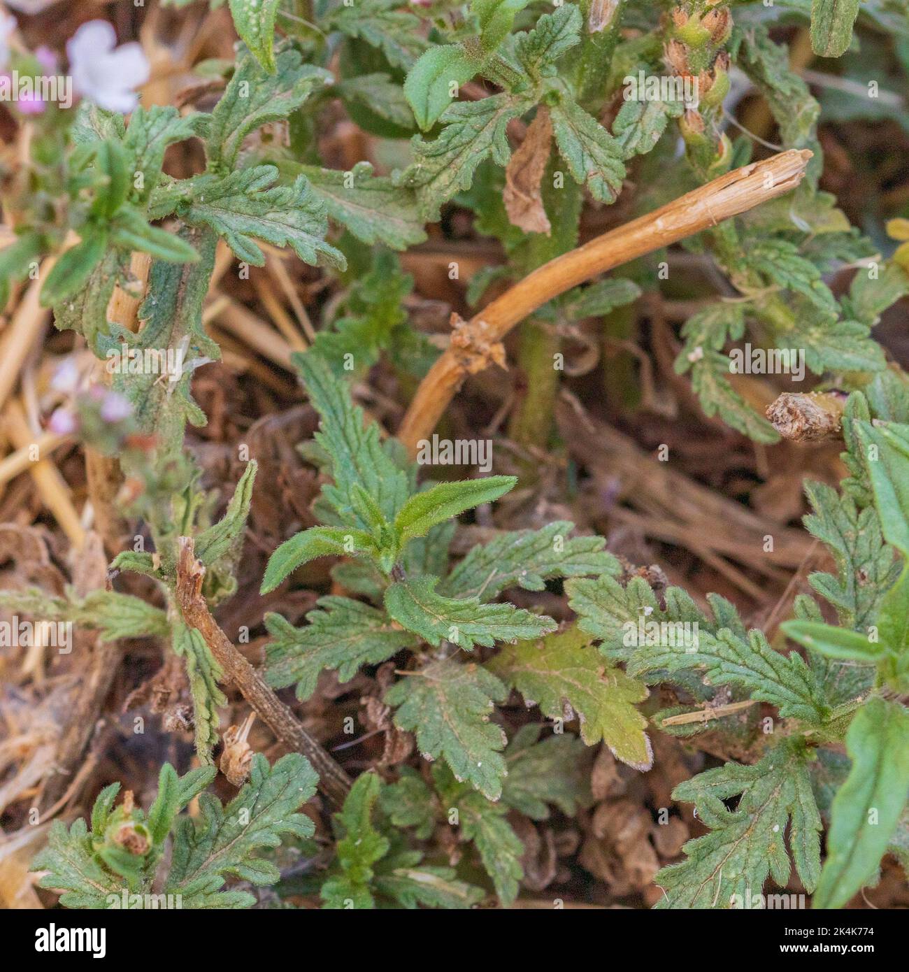 Verbena officinalis, Common vervain Plant Stock Photo - Alamy