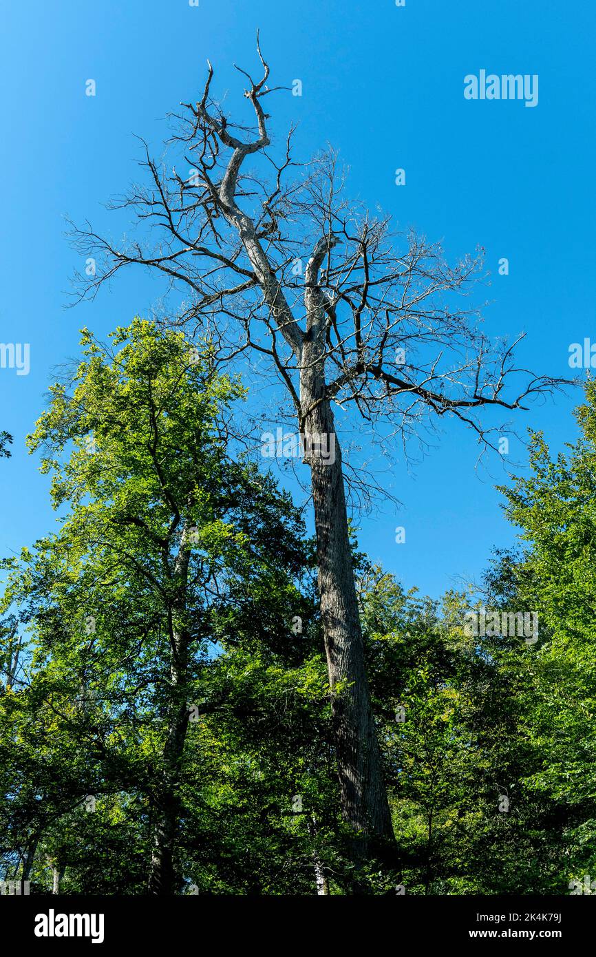 Arbre mort france hi-res stock photography and images - Alamy